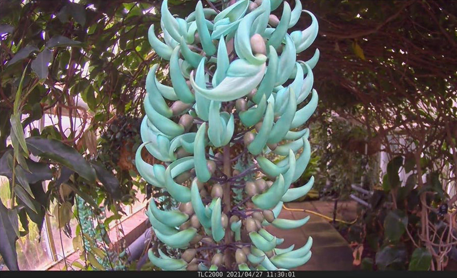 Lapso de tiempo de Jade Vine del Jardín Botánico de la Universidad de